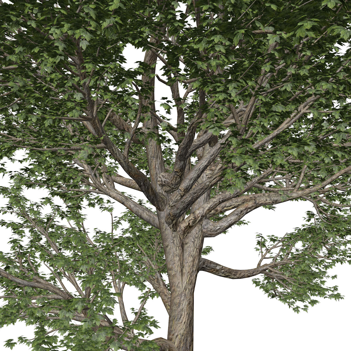 ArtStation - American Sycamore Tree #02 - High Poly Tree (3D Model ...