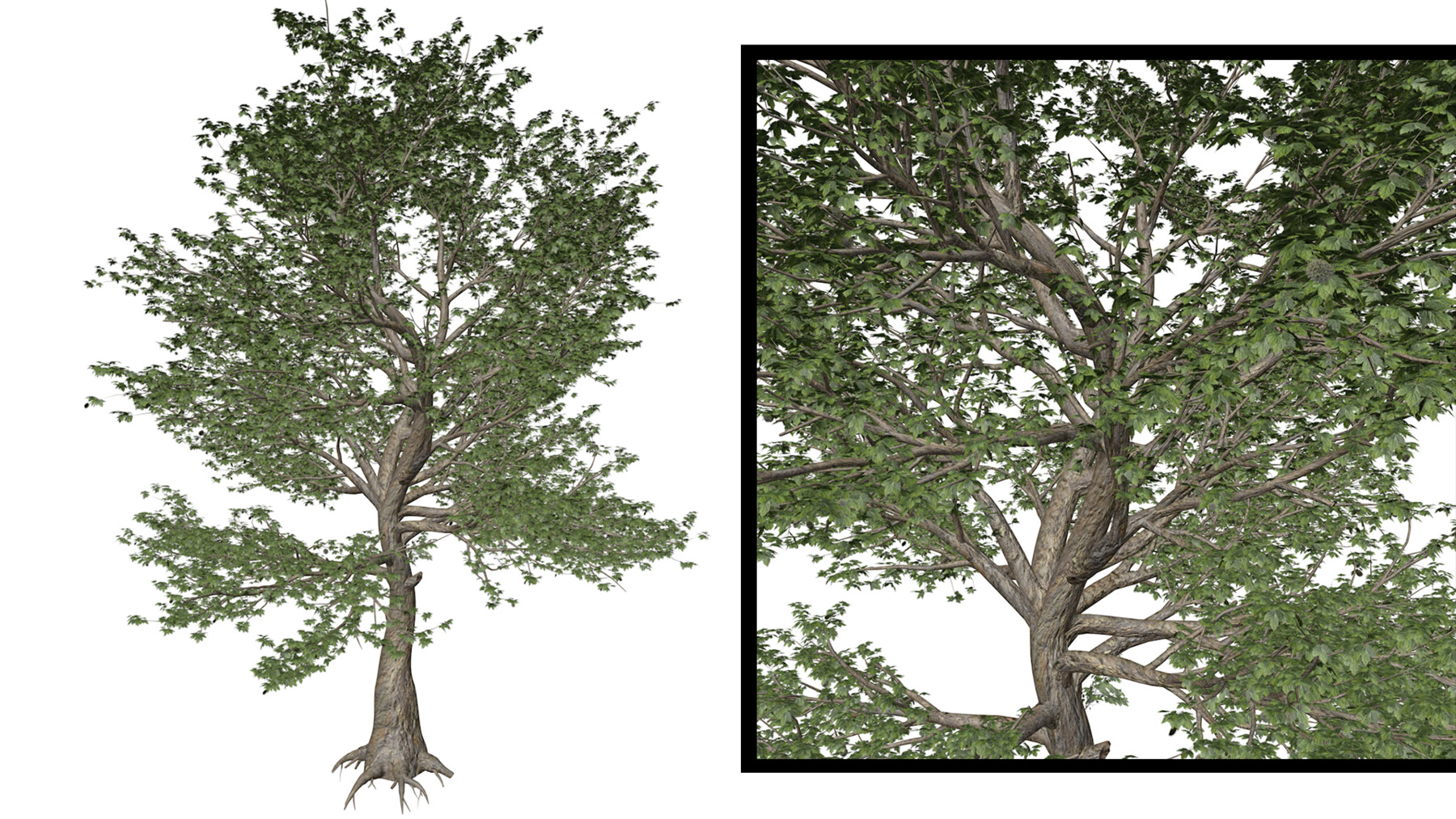 ArtStation - American Sycamore Tree #04 - High Poly Tree (3D Model ...