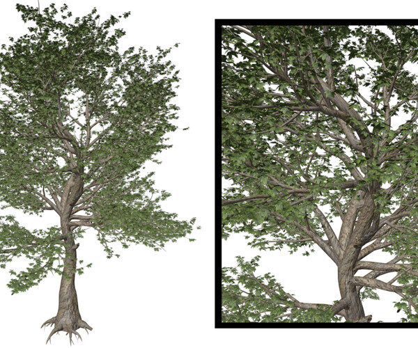 ArtStation - American Sycamore Tree #04 - High Poly Tree (3D Model ...