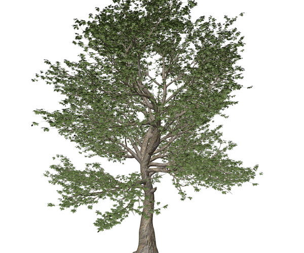 ArtStation - American Sycamore Tree #04 - High Poly Tree (3D Model ...
