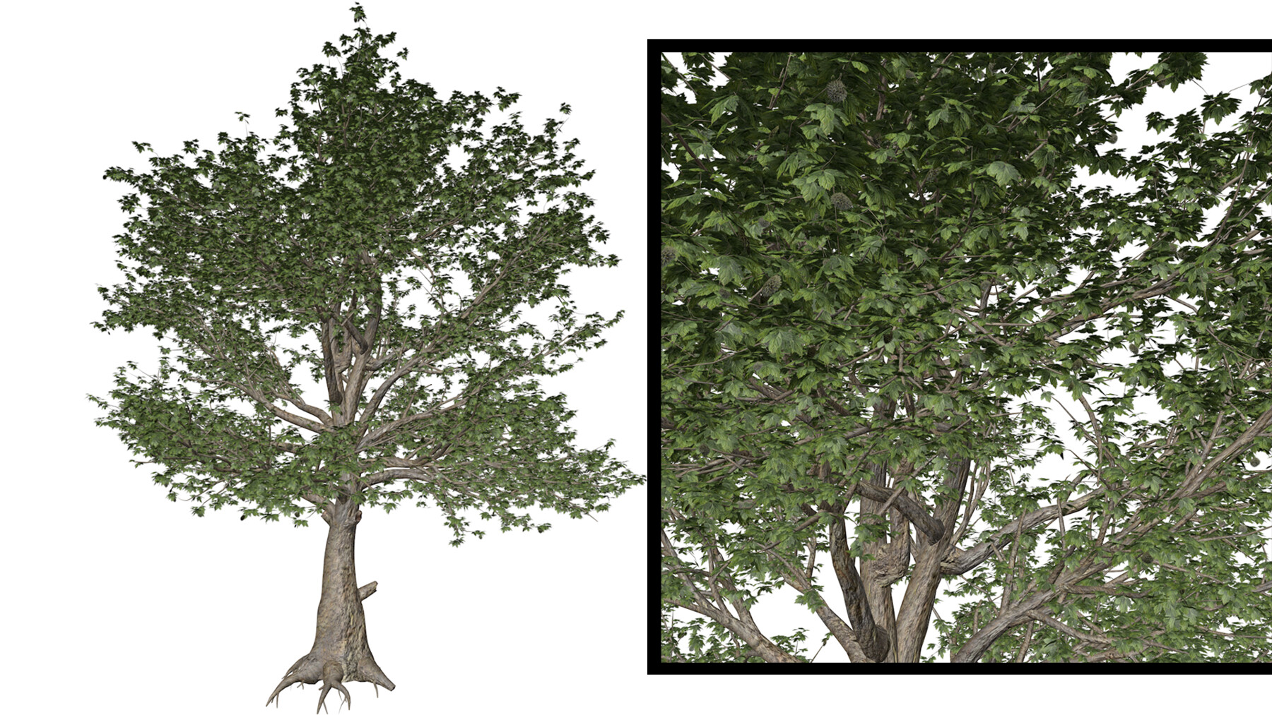 ArtStation - American Sycamore Tree #05 - High Poly Tree (3D Model ...