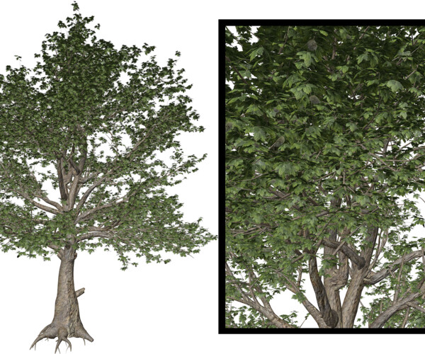 ArtStation - American Sycamore Tree #05 - High Poly Tree (3D Model ...
