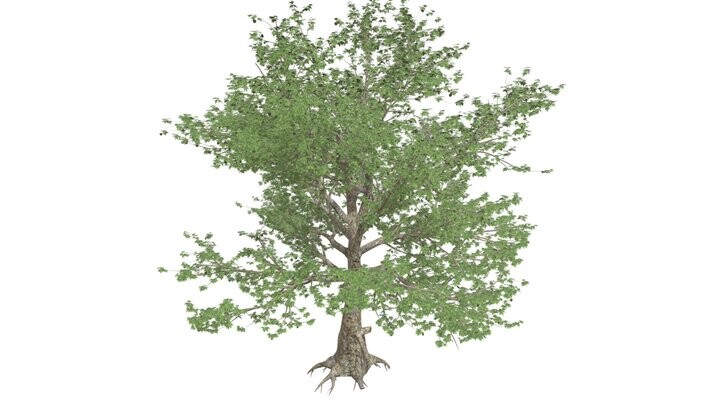 ArtStation - American Sycamore Tree #05 - High Poly Tree (3D Model ...