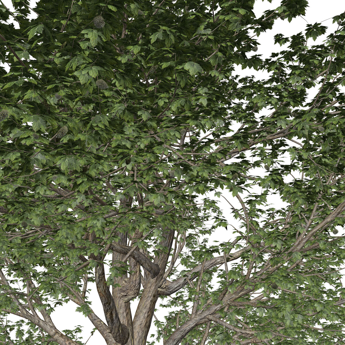 ArtStation - American Sycamore Tree #05 - High Poly Tree (3D Model ...