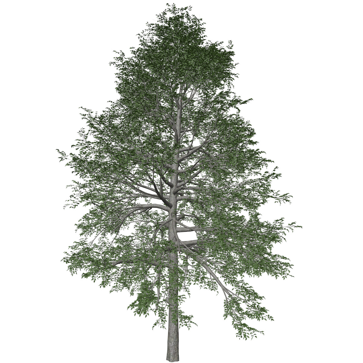 ArtStation - Black Gum Tree #01 - High Poly Tree (3D Model) | Game Assets