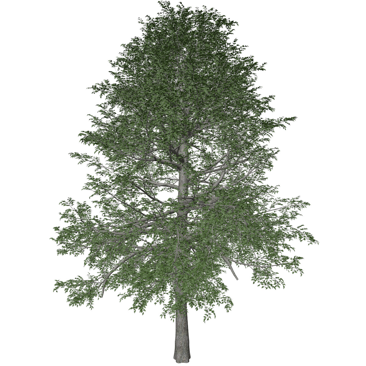 ArtStation - Black Gum Tree #03 - High Poly Tree (3D Model) | Game Assets