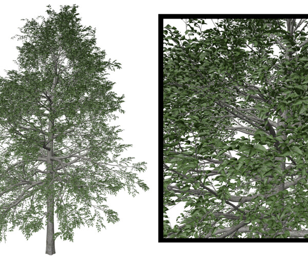 ArtStation - Black Gum Tree #04 - High Poly Tree (3D Model) | Game Assets