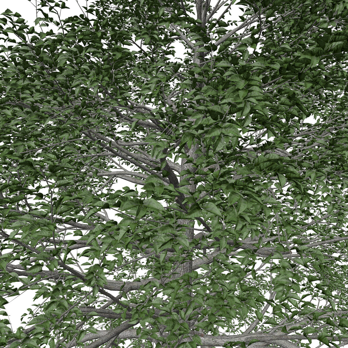 ArtStation - Black Gum Tree #04 - High Poly Tree (3D Model) | Game Assets