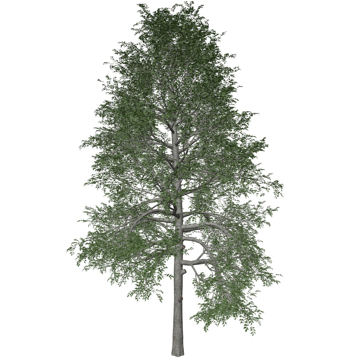 ArtStation - Black Gum Tree #05 - High Poly Tree (3D Model) | Game Assets