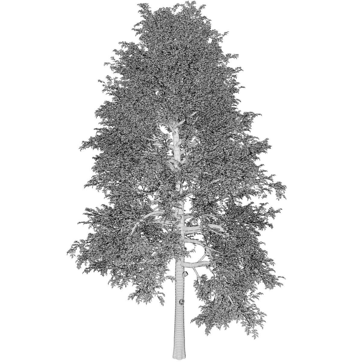 ArtStation - Black Gum Tree #05 - High Poly Tree (3D Model) | Game Assets