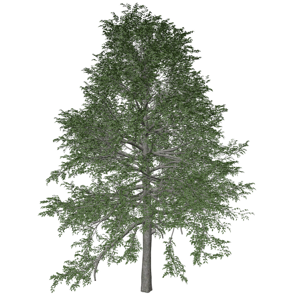 ArtStation - Black Gum Tree #07 - High Poly Tree (3D Model) | Game Assets
