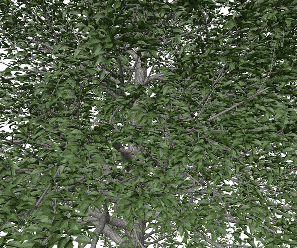 ArtStation - Black Gum Tree #10 - High Poly Tree (3D Model) | Game Assets