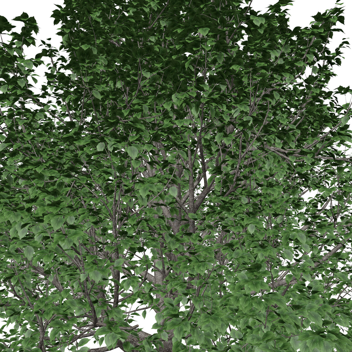 ArtStation - Bradford Callery Pear Tree #01 - High Poly Tree (3D Model ...