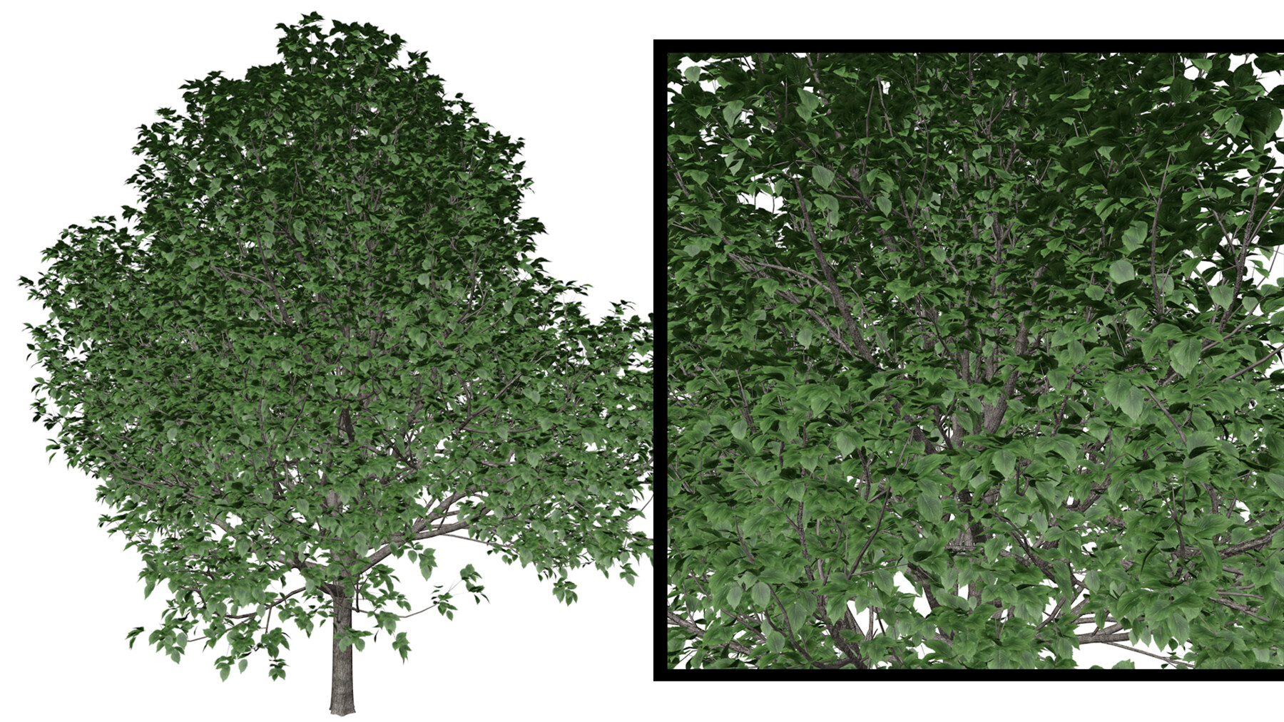 ArtStation - Bradford Callery Pear Tree #02 - High Poly Tree (3D Model) | Game Assets