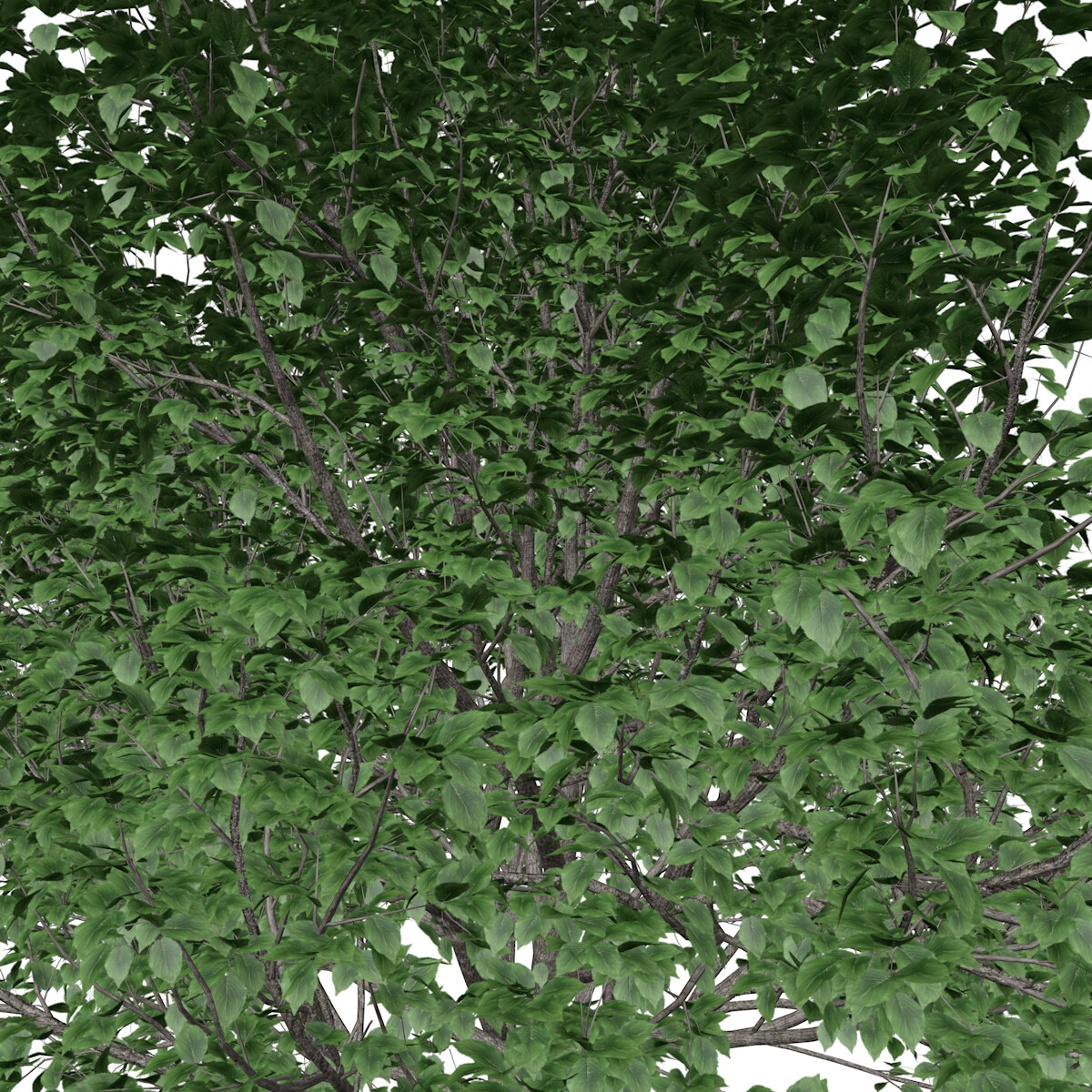 ArtStation - Bradford Callery Pear Tree #02 - High Poly Tree (3D Model ...