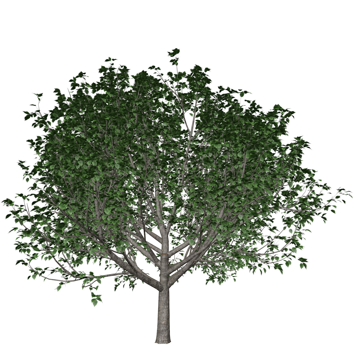 ArtStation - Bradford Callery Pear Tree #03 - High Poly Tree (3D Model ...