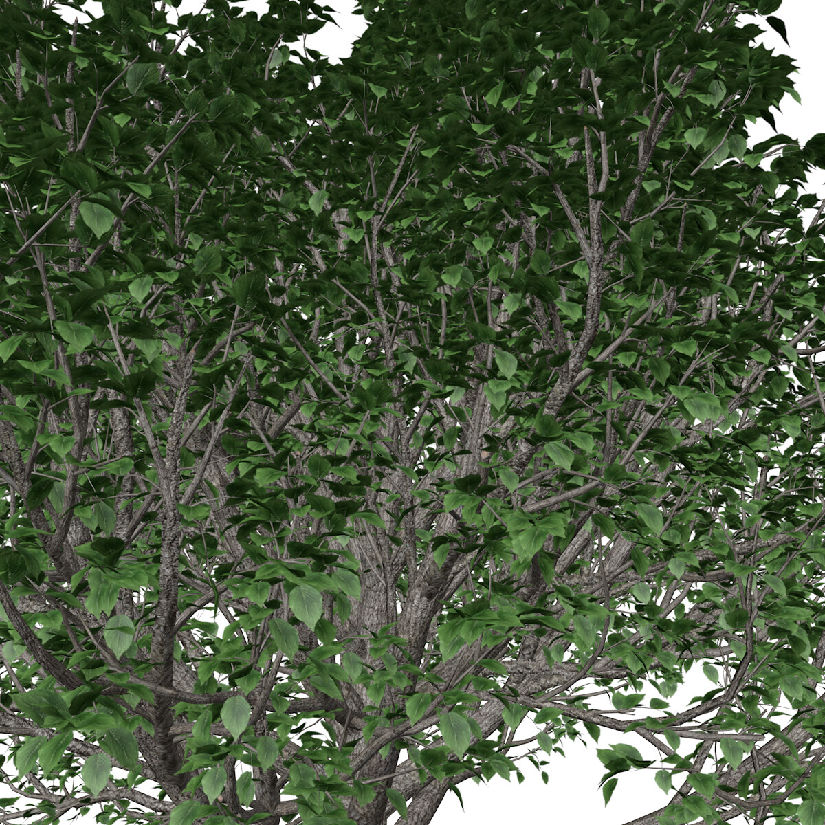 ArtStation - Bradford Callery Pear Tree #04 - High Poly Tree (3D Model ...