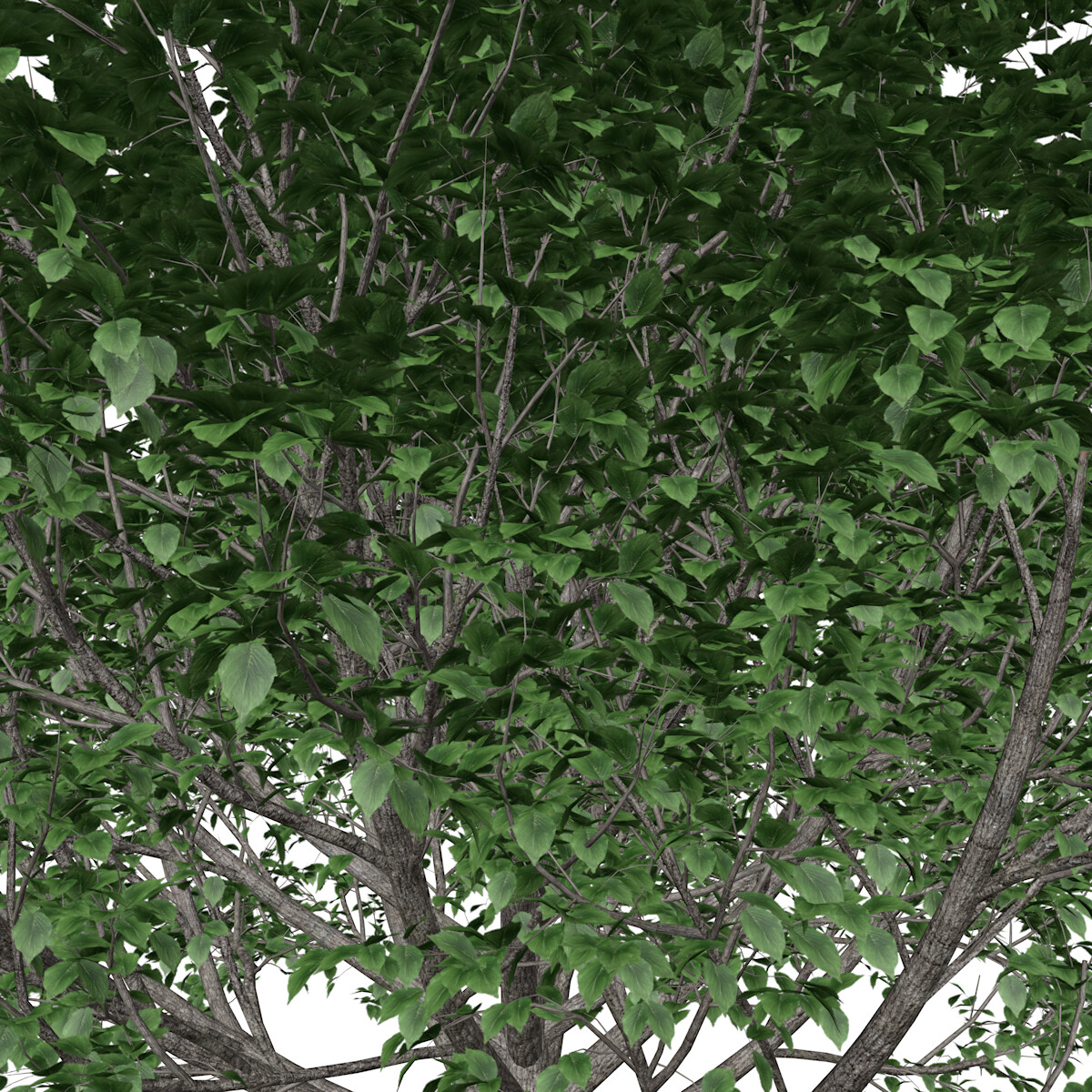 ArtStation - Bradford Callery Pear Tree #06 - High Poly Tree (3D Model ...
