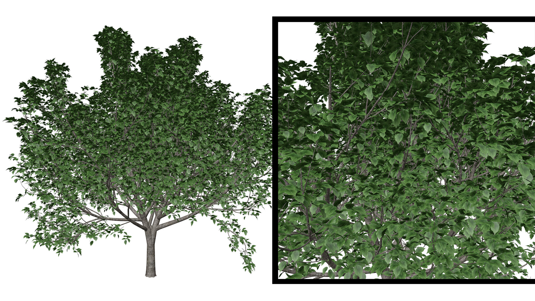 ArtStation - Bradford Callery Pear Tree #08 - High Poly Tree (3D Model) | Game Assets