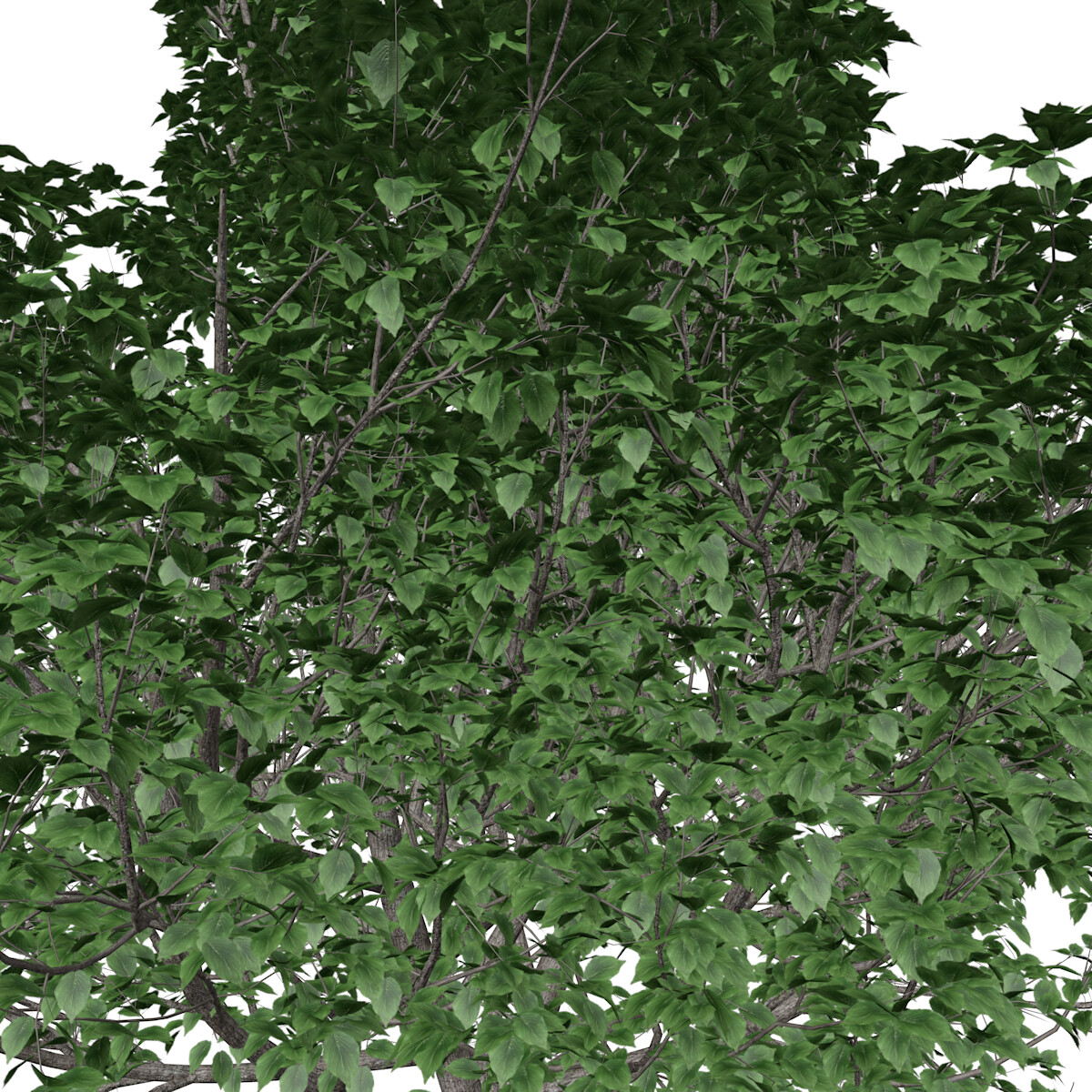 ArtStation - Bradford Callery Pear Tree #08 - High Poly Tree (3D Model ...