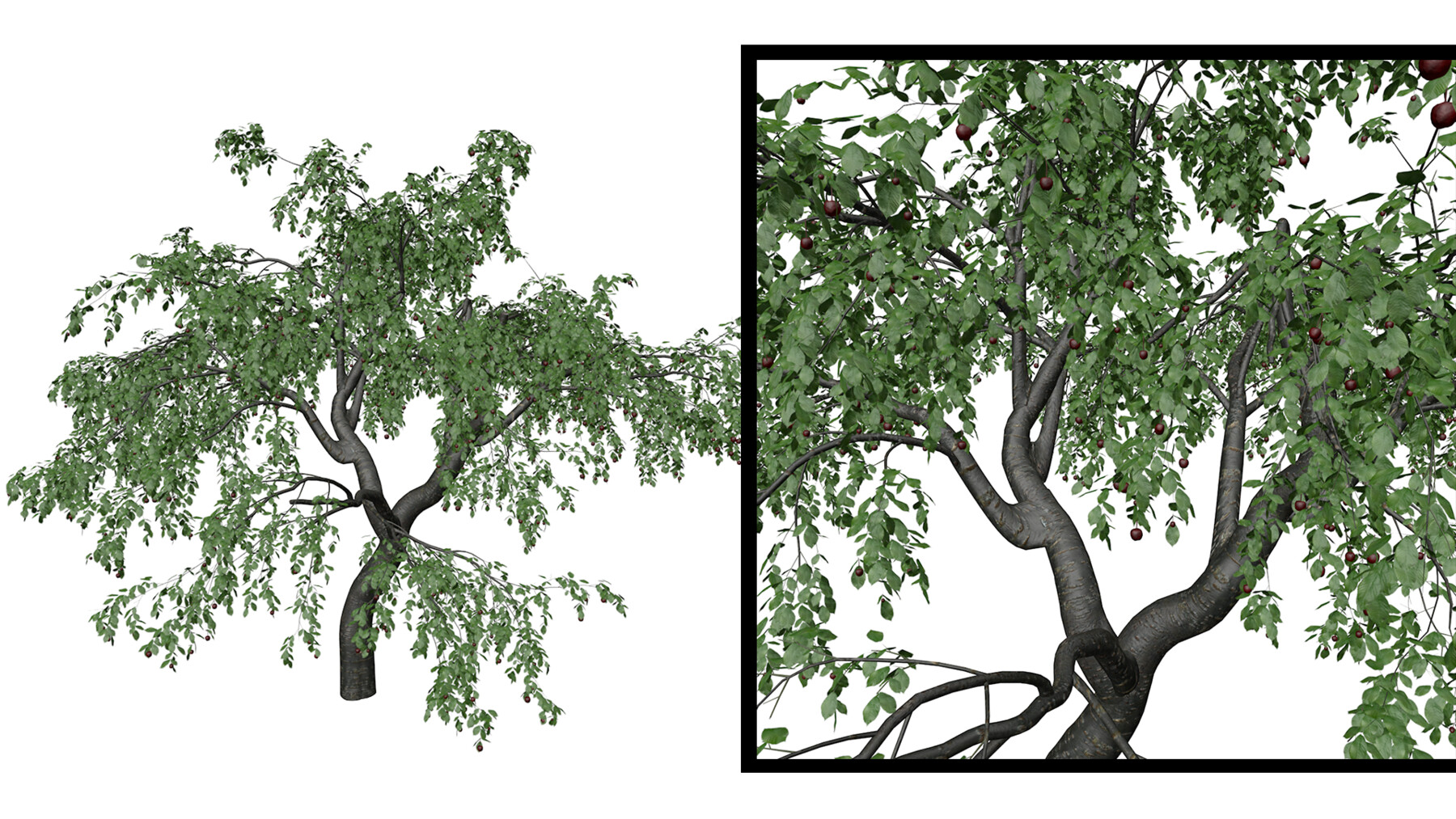 ArtStation - Cherry Tree #01 - High Poly Tree (3D Model) | Game Assets