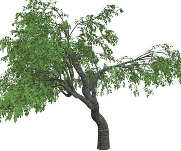 ArtStation - Cherry Tree #02 - High Poly Tree (3D Model) | Game Assets