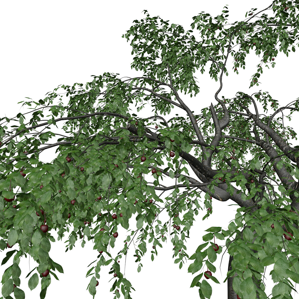 ArtStation - Cherry Tree #03 - High Poly Tree (3D Model) | Game Assets