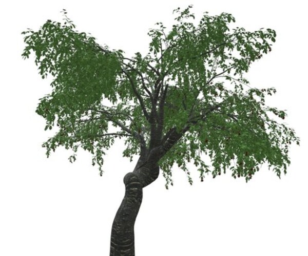 ArtStation - Cherry Tree #04 - High Poly Tree (3D Model) | Game Assets