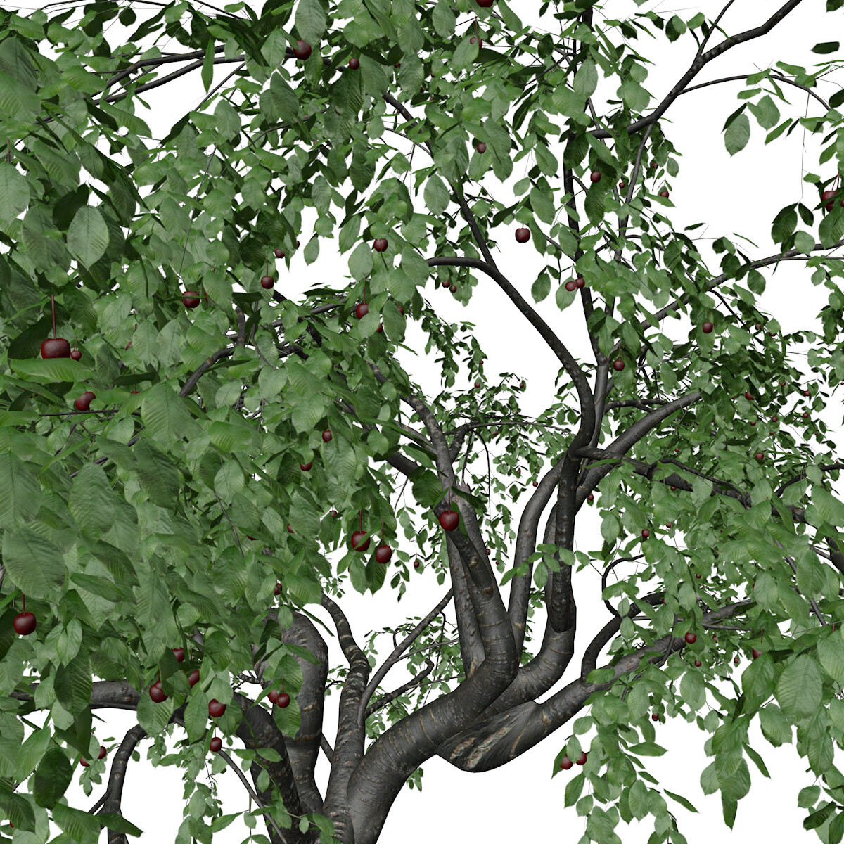 ArtStation - Cherry Tree #05 - High Poly Tree (3D Model) | Game Assets