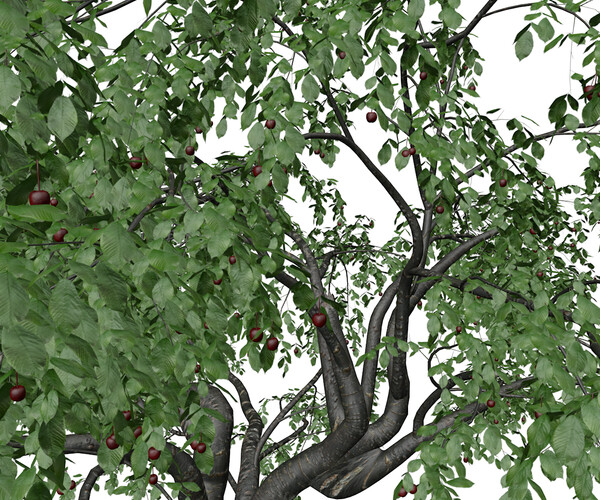 ArtStation - Cherry Tree #05 - High Poly Tree (3D Model) | Game Assets