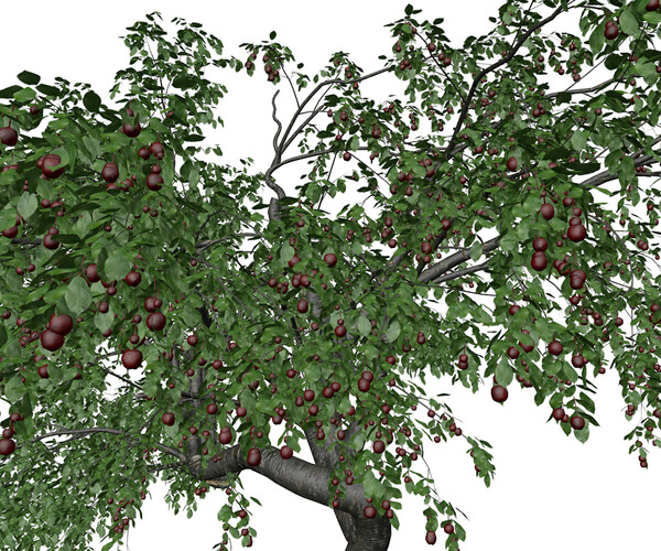 ArtStation - Cherry Tree #07 - High Poly Tree (3D Model) | Game Assets