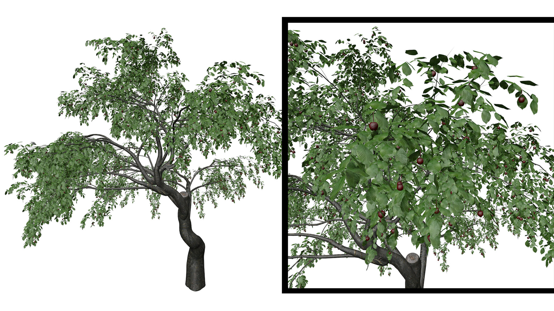 ArtStation - Cherry Tree #09 - High Poly Tree (3D Model) | Game Assets