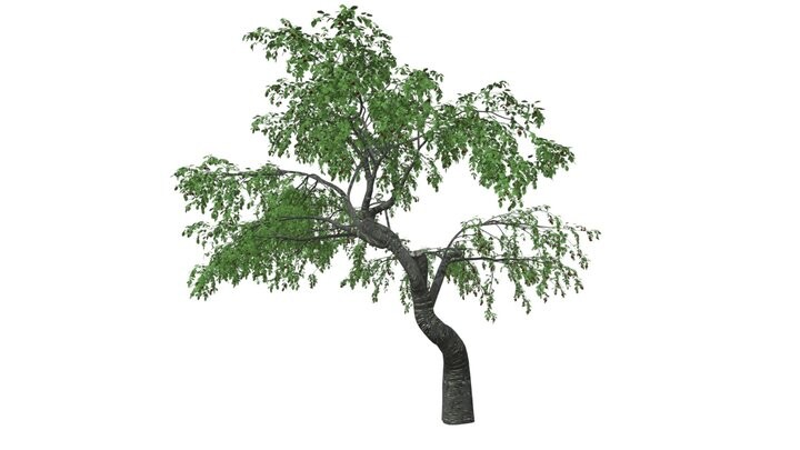 ArtStation - Cherry Tree #09 - High Poly Tree (3D Model) | Game Assets