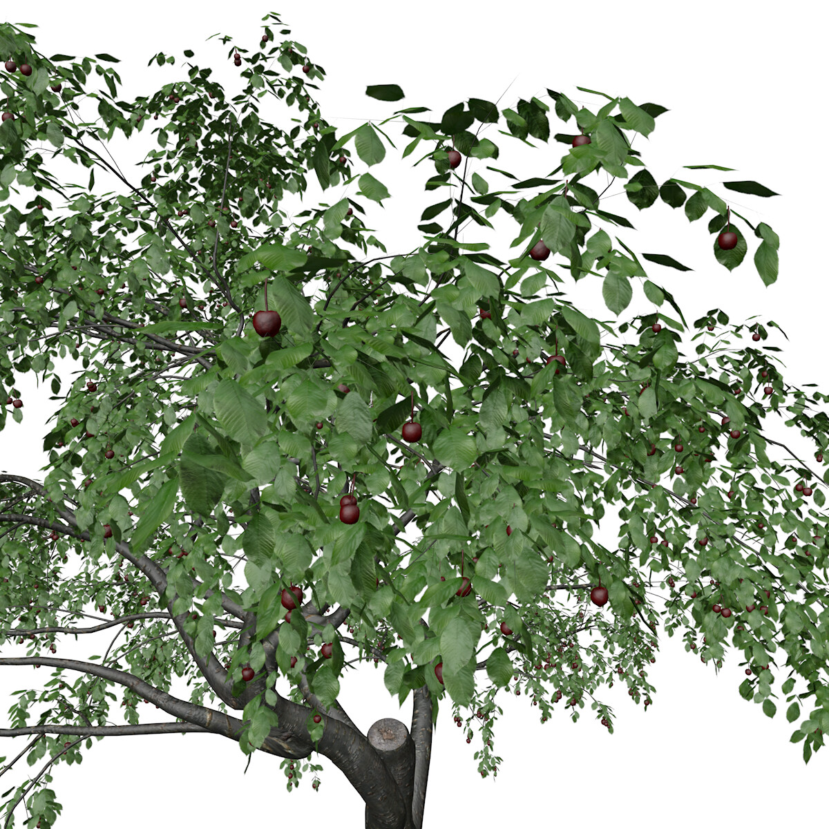 ArtStation - Cherry Tree #09 - High Poly Tree (3D Model) | Game Assets