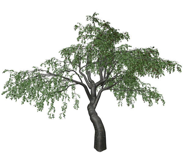 ArtStation - Cherry Tree #10 - High Poly Tree (3D Model) | Game Assets