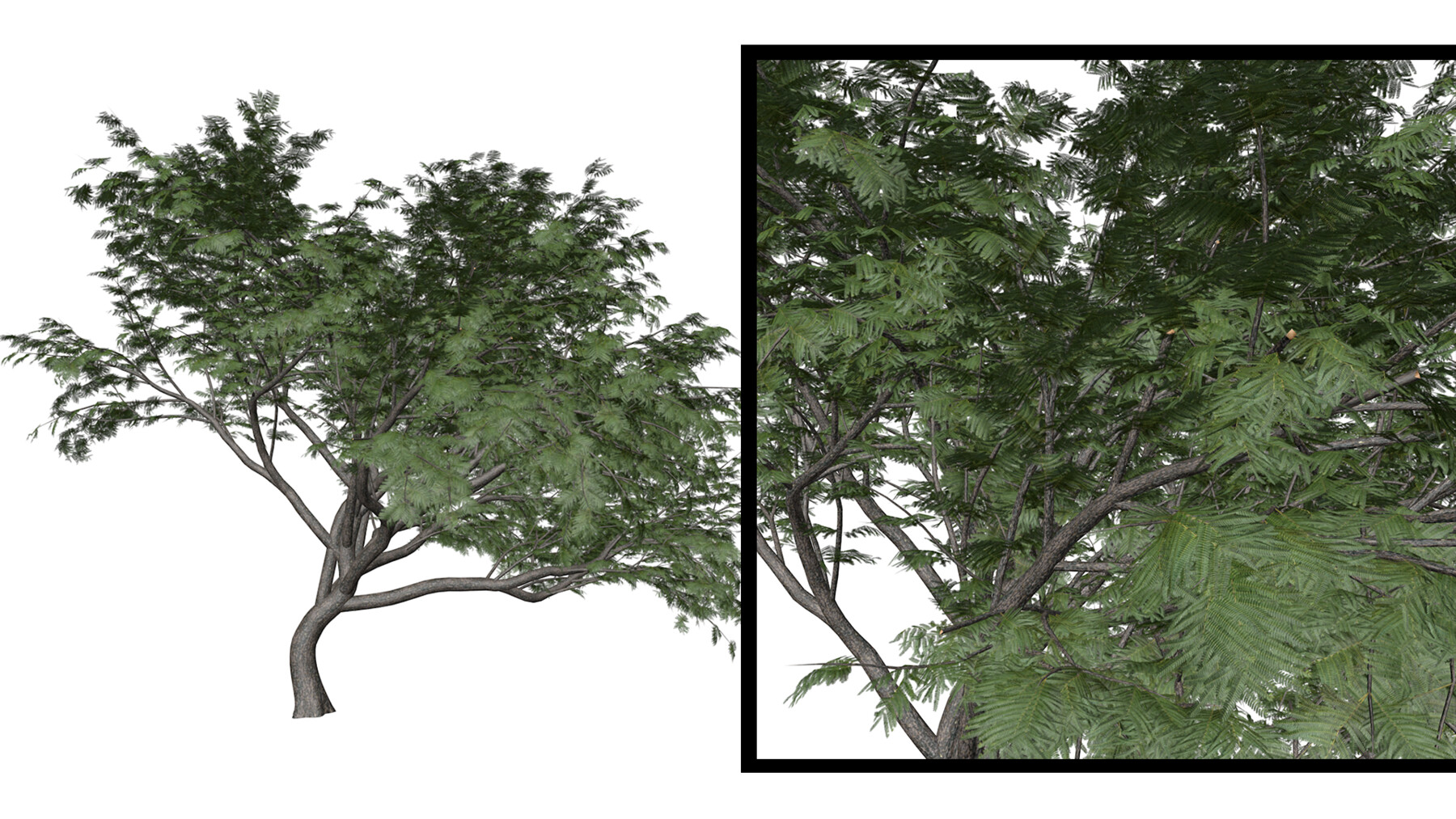 ArtStation - Common Hook-Thorn Tree #08 - High Poly Tree (3D Model) | Game Assets