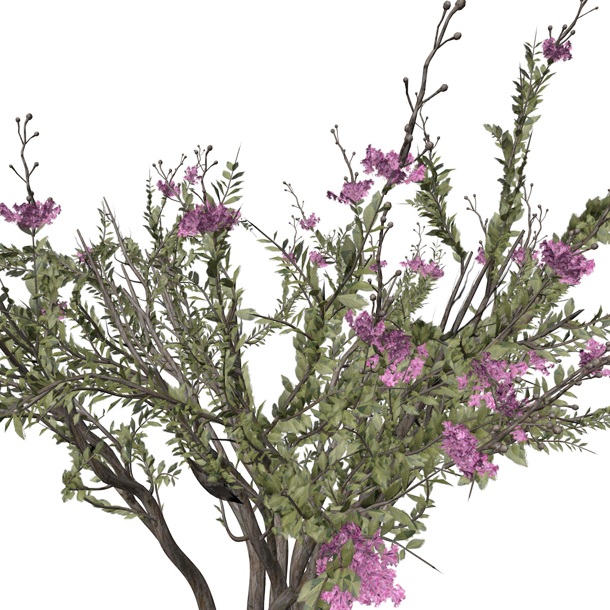 ArtStation - Crape Myrtle Tree #02 - High Poly Tree (3D Model) | Game ...