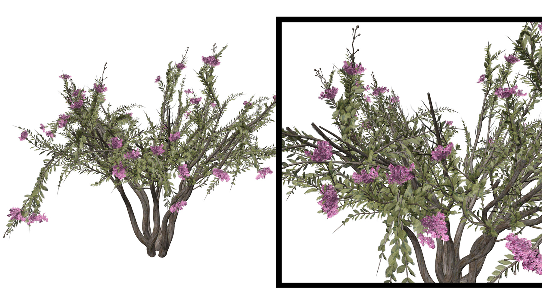 ArtStation - Crape Myrtle Tree #04 - High Poly Tree (3D Model) | Game ...