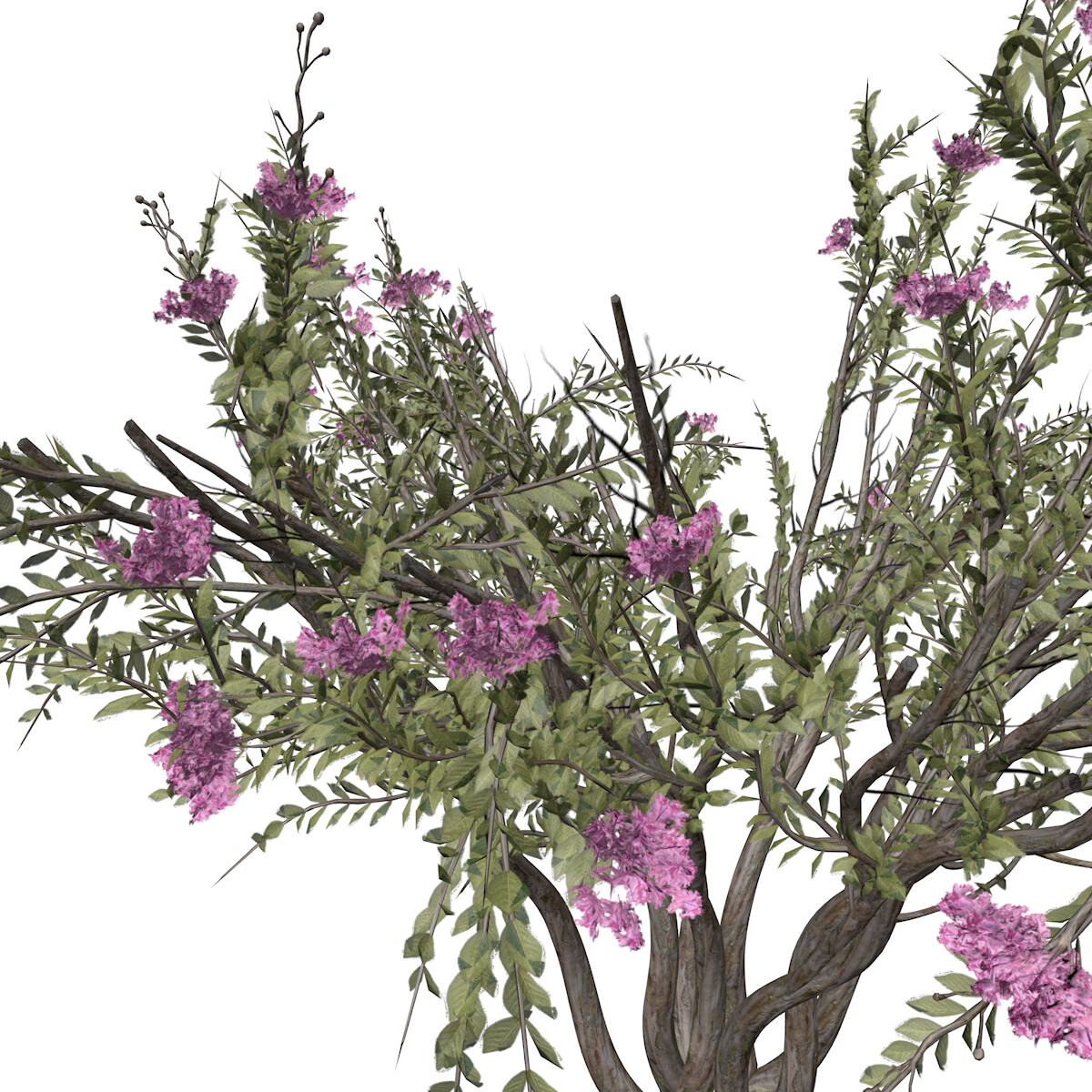 ArtStation - Crape Myrtle Tree #04 - High Poly Tree (3D Model) | Game ...