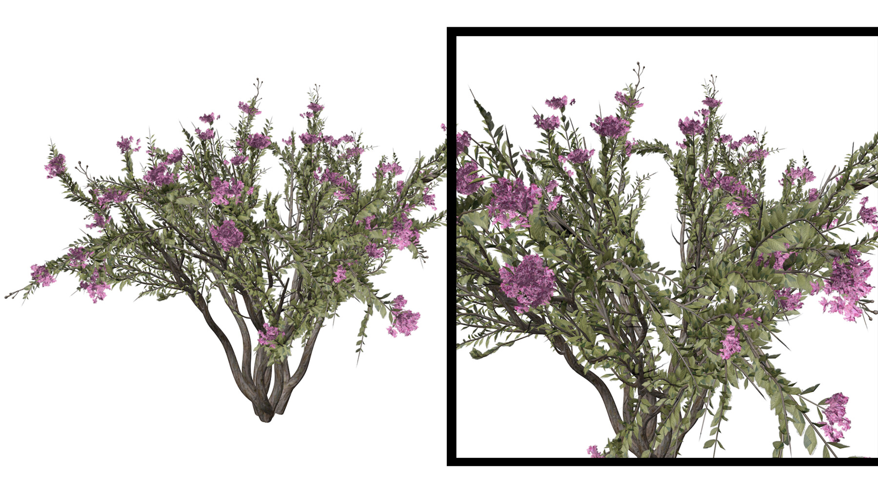 ArtStation - Crape Myrtle Tree #08 - High Poly Tree (3D Model) | Game ...