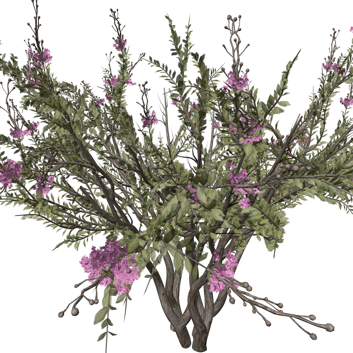 ArtStation - Crape Myrtle Tree #10 - High Poly Tree (3D Model) | Game ...