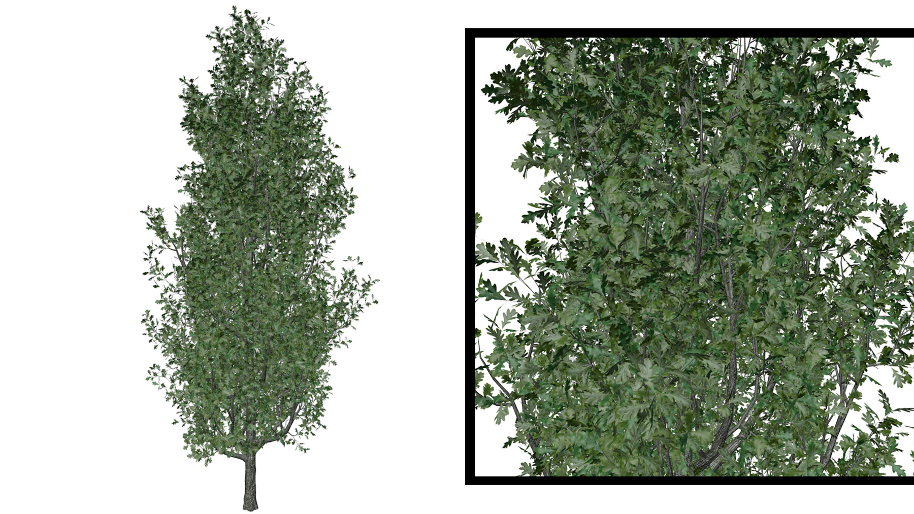 ArtStation - Cypress Oak Tree #01 - High Poly Tree (3D Model) | Game Assets