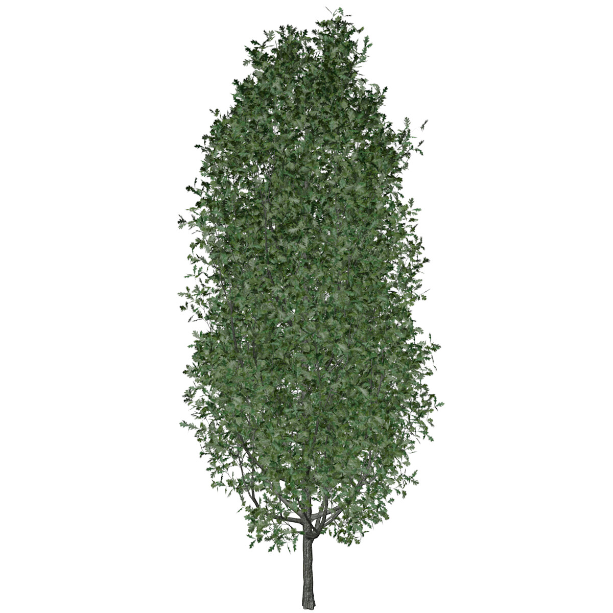 ArtStation - Cypress Oak Tree #06 - High Poly Tree (3D Model) | Game Assets