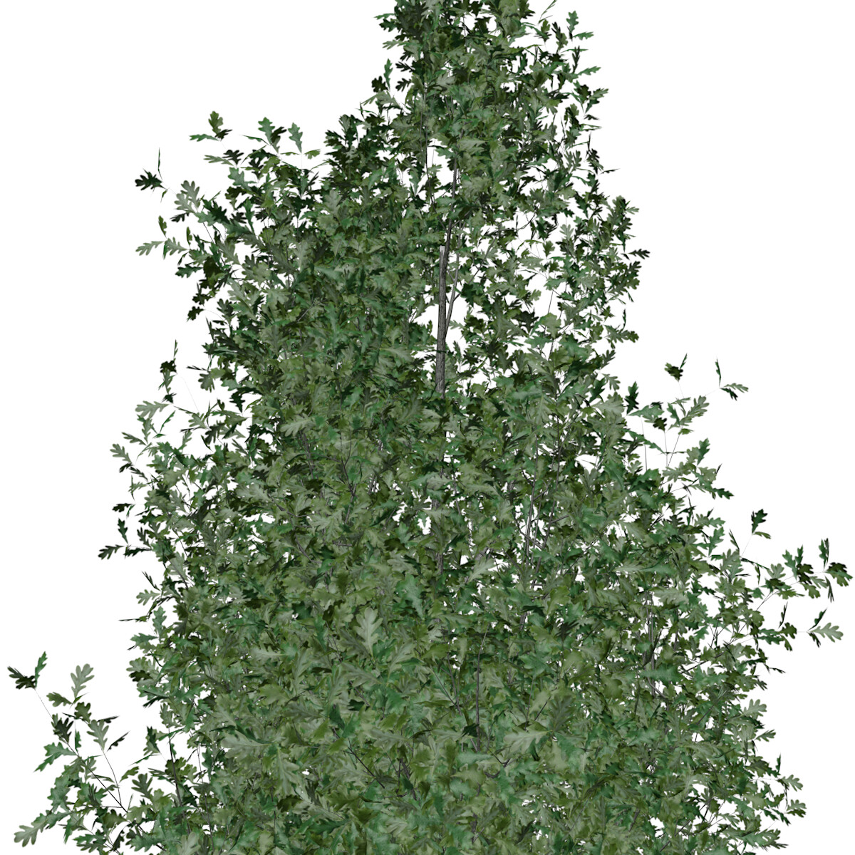 ArtStation - Cypress Oak Tree #09 - High Poly Tree (3D Model) | Game Assets