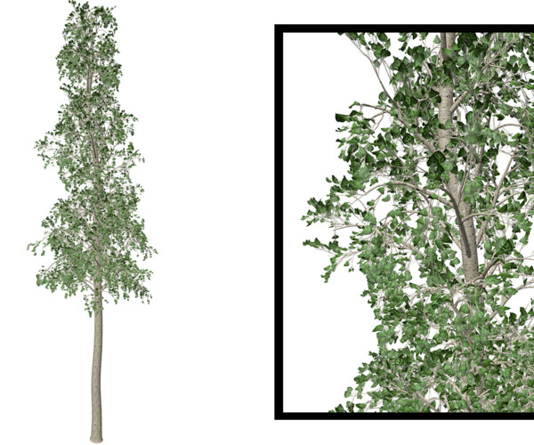 ArtStation - European Aspen Tree #01 - High Poly Tree (3D Model) | Game ...