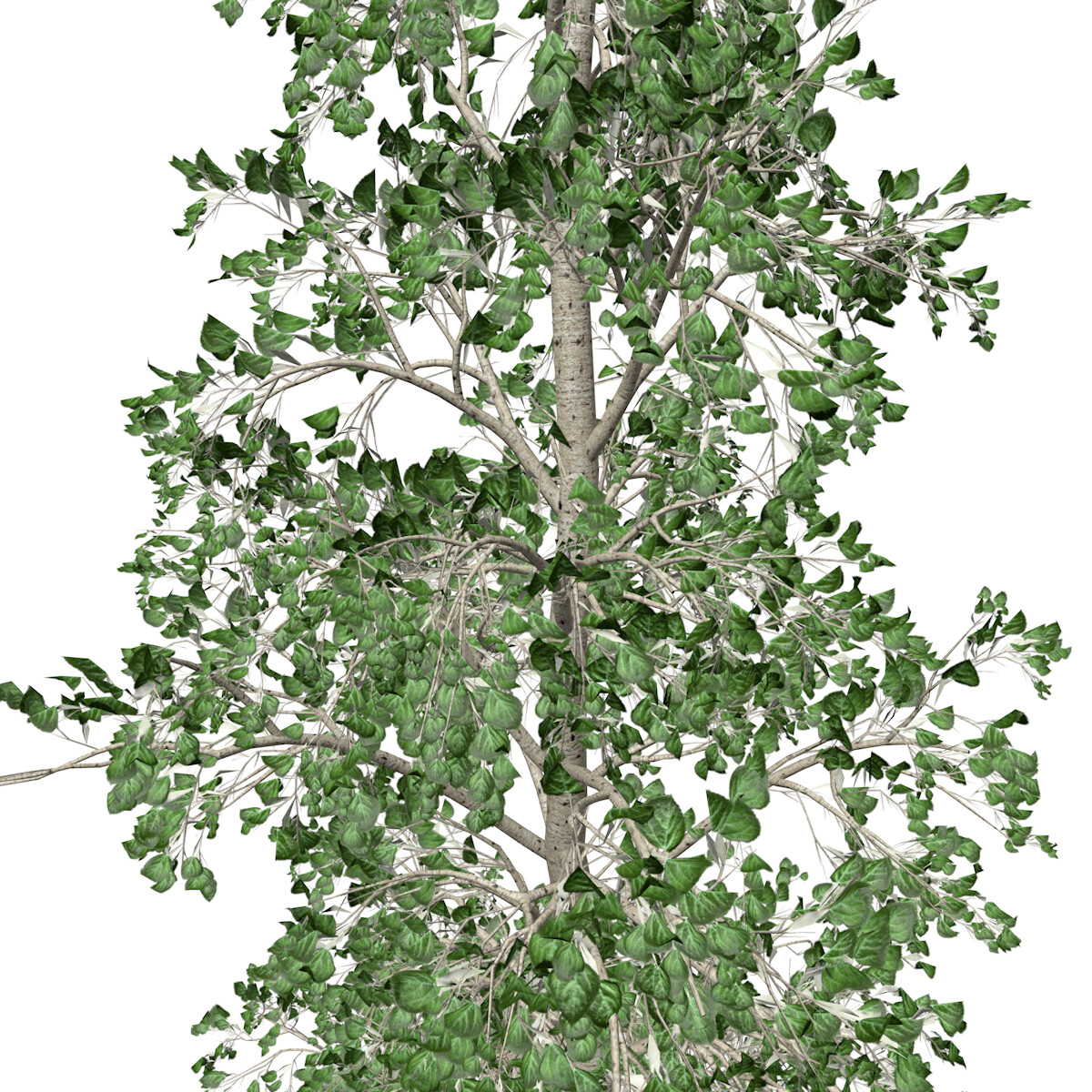 ArtStation - European Aspen Tree #03 - High Poly Tree (3D Model) | Game ...