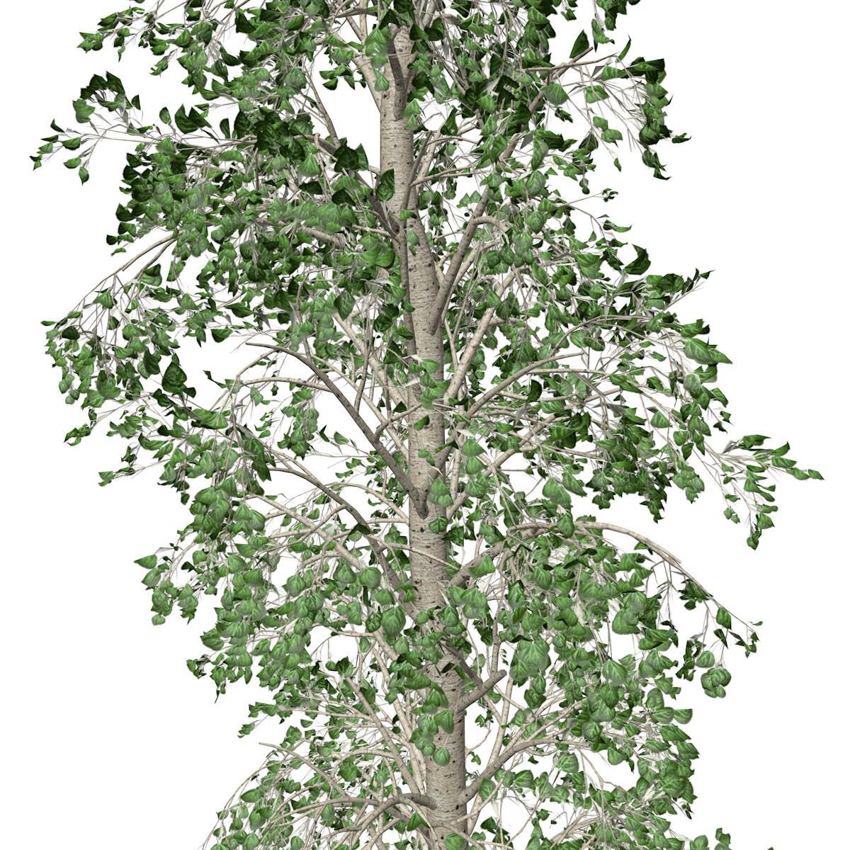 ArtStation - European Aspen Tree #04 - High Poly Tree (3D Model) | Game ...