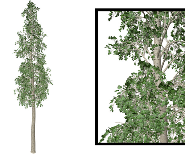 ArtStation - European Aspen Tree #05 - High Poly Tree (3D Model) | Game ...