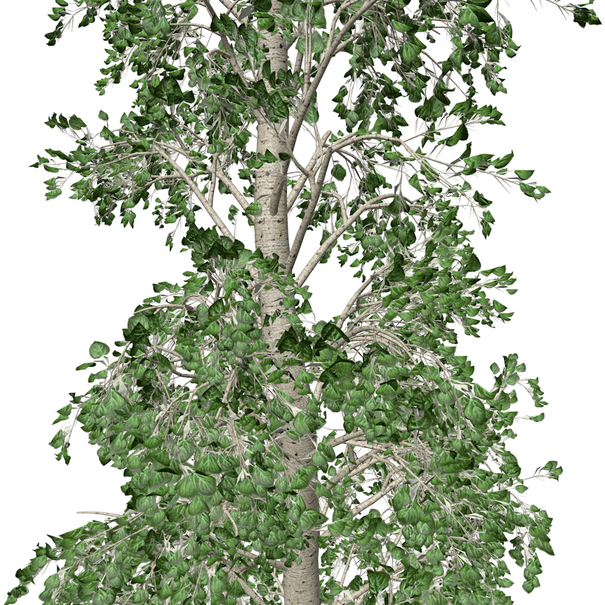 ArtStation - European Aspen Tree #05 - High Poly Tree (3D Model) | Game ...