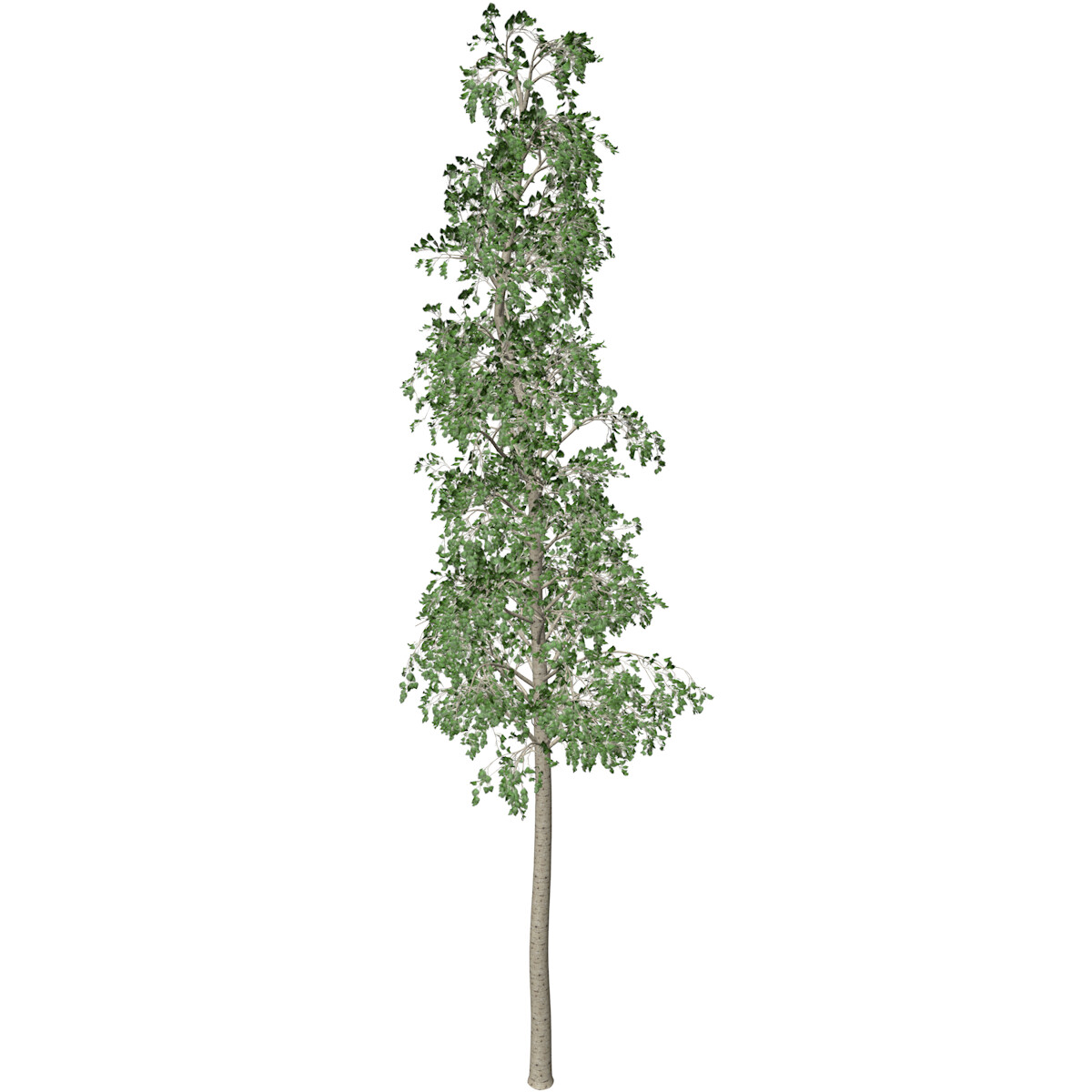 ArtStation - European Aspen Tree #06 - High Poly Tree (3D Model) | Game ...